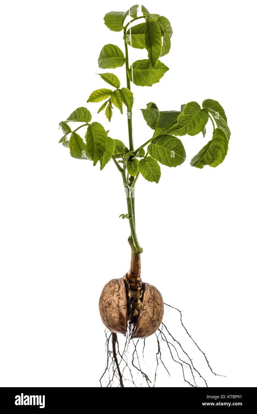 Walnut sprout hi-res stock photography and images - Alamy