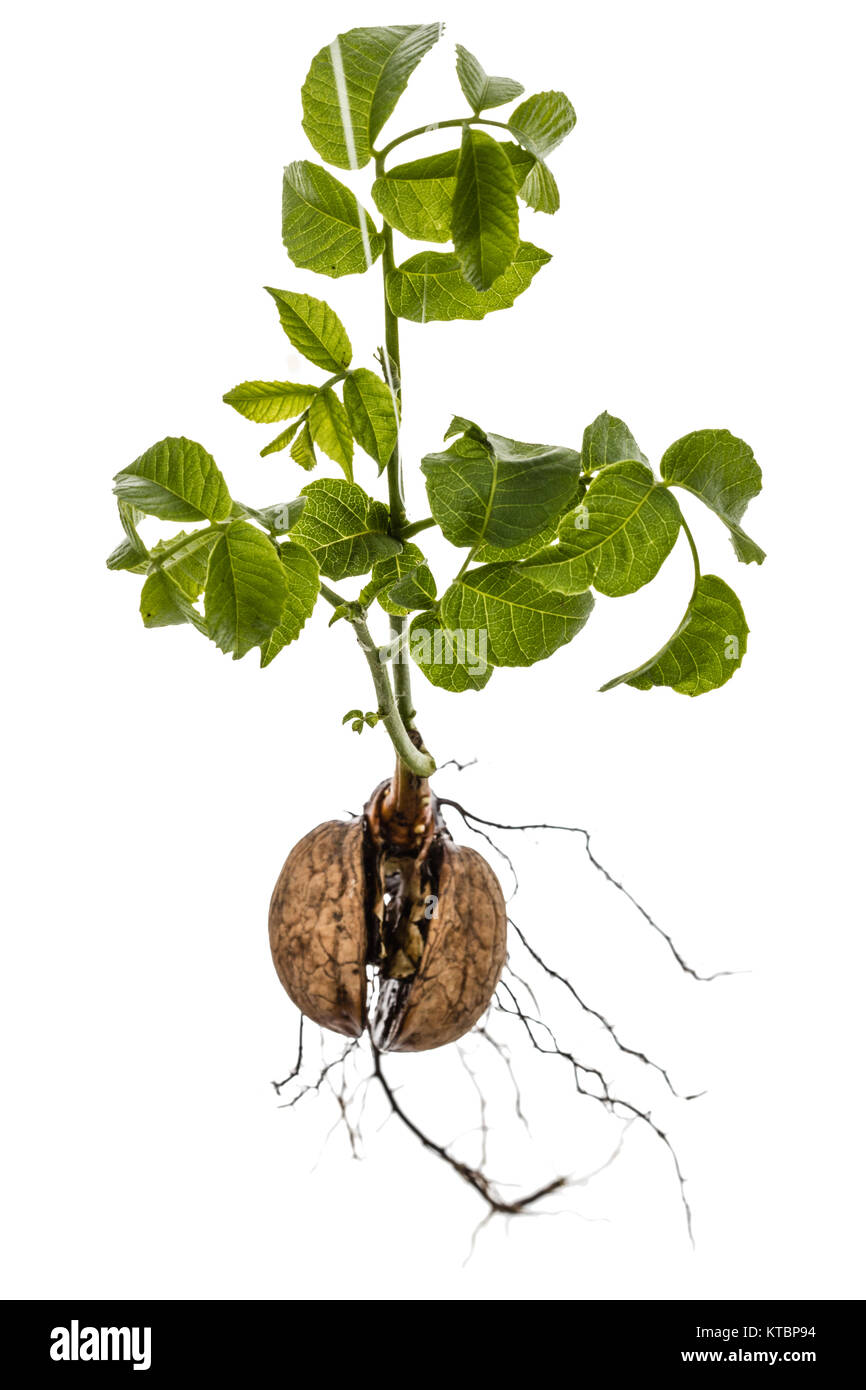 Bio walnut tree hi-res stock photography and images - Alamy