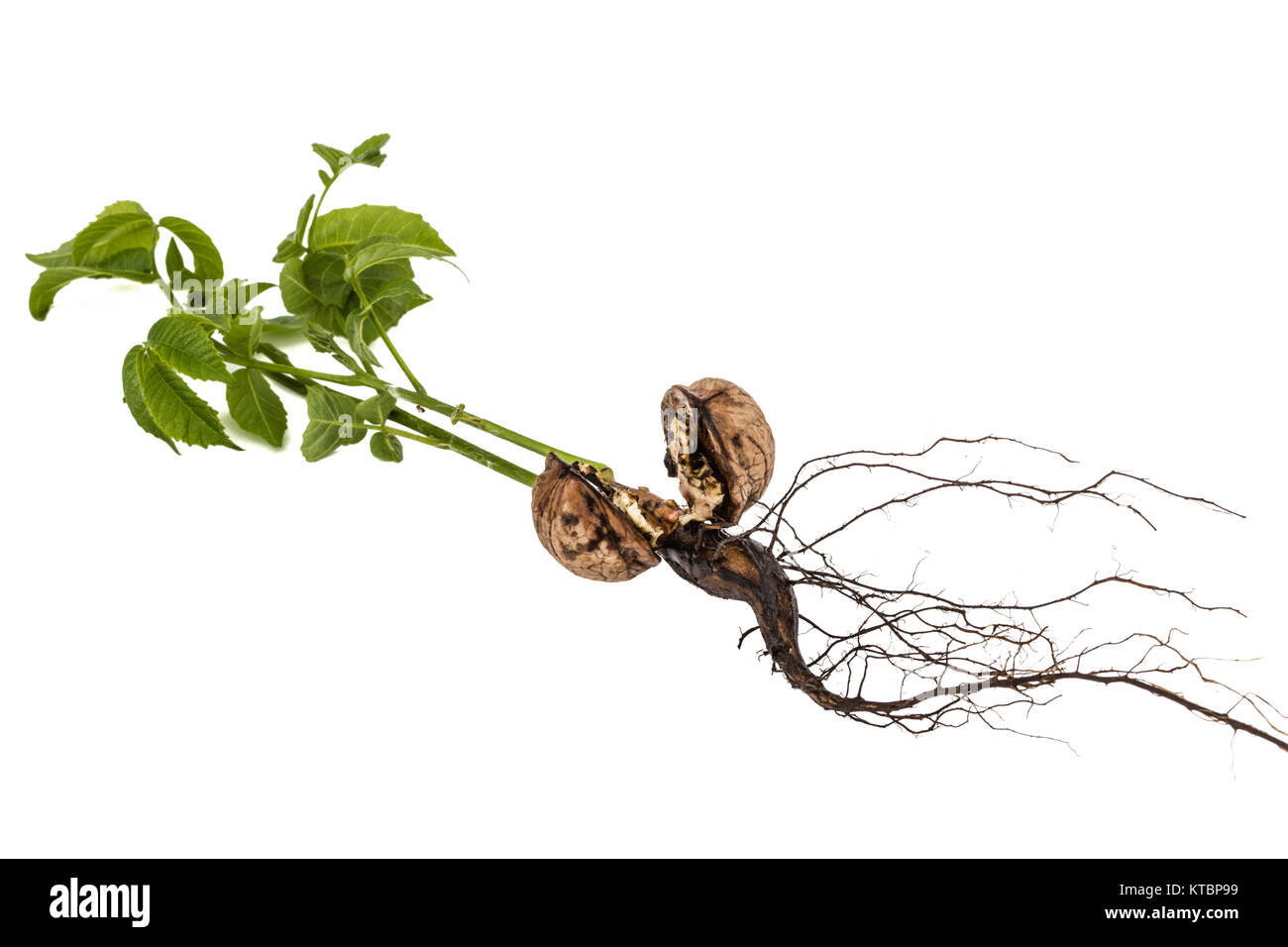 Walnut sprout hi-res stock photography and images - Alamy