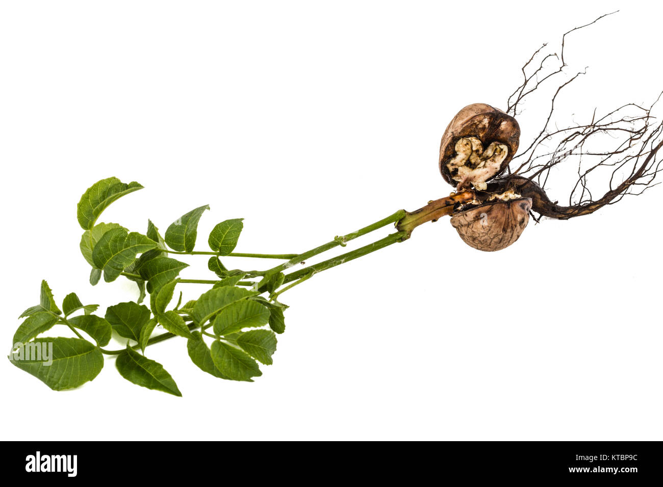 Sprout of a young walnut, isolated on white background Stock Photo - Alamy