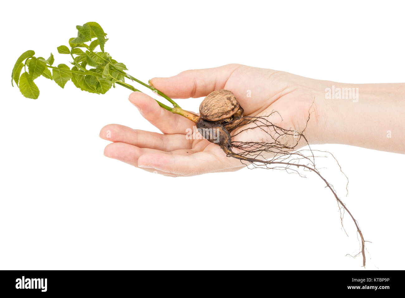 Female hand holds seedling of a walnut, isolated on white background ...