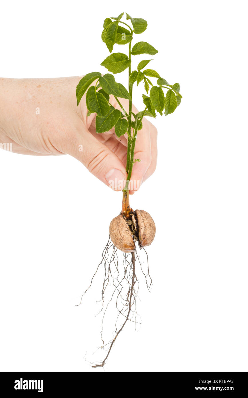 Female hand holds seedling of a walnut, isolated on white background ...