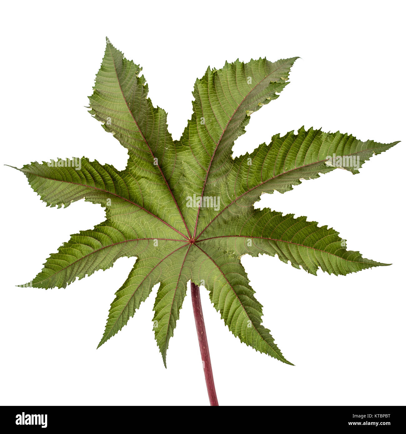 Leaf of ricinus communis close-up. isolated on white background Stock ...