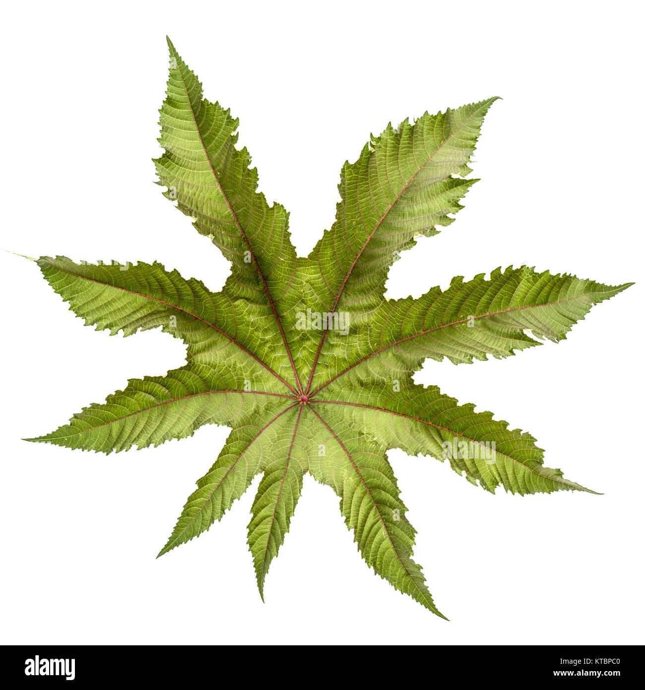 Leaf of ricinus communis close-up. isolated on white background Stock ...