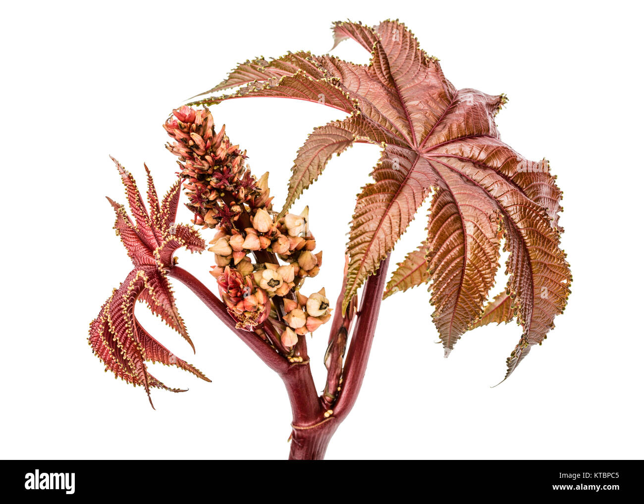 Young shoots of ricinus communis close-up. isolated on white background ...