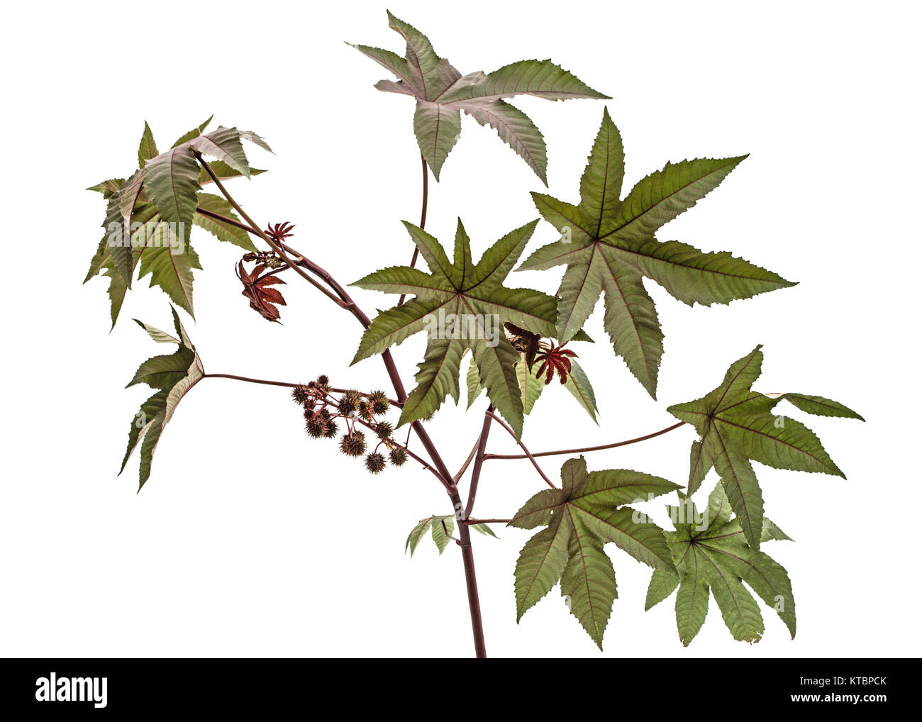 Castorbean ricinus communis hi-res stock photography and images - Alamy