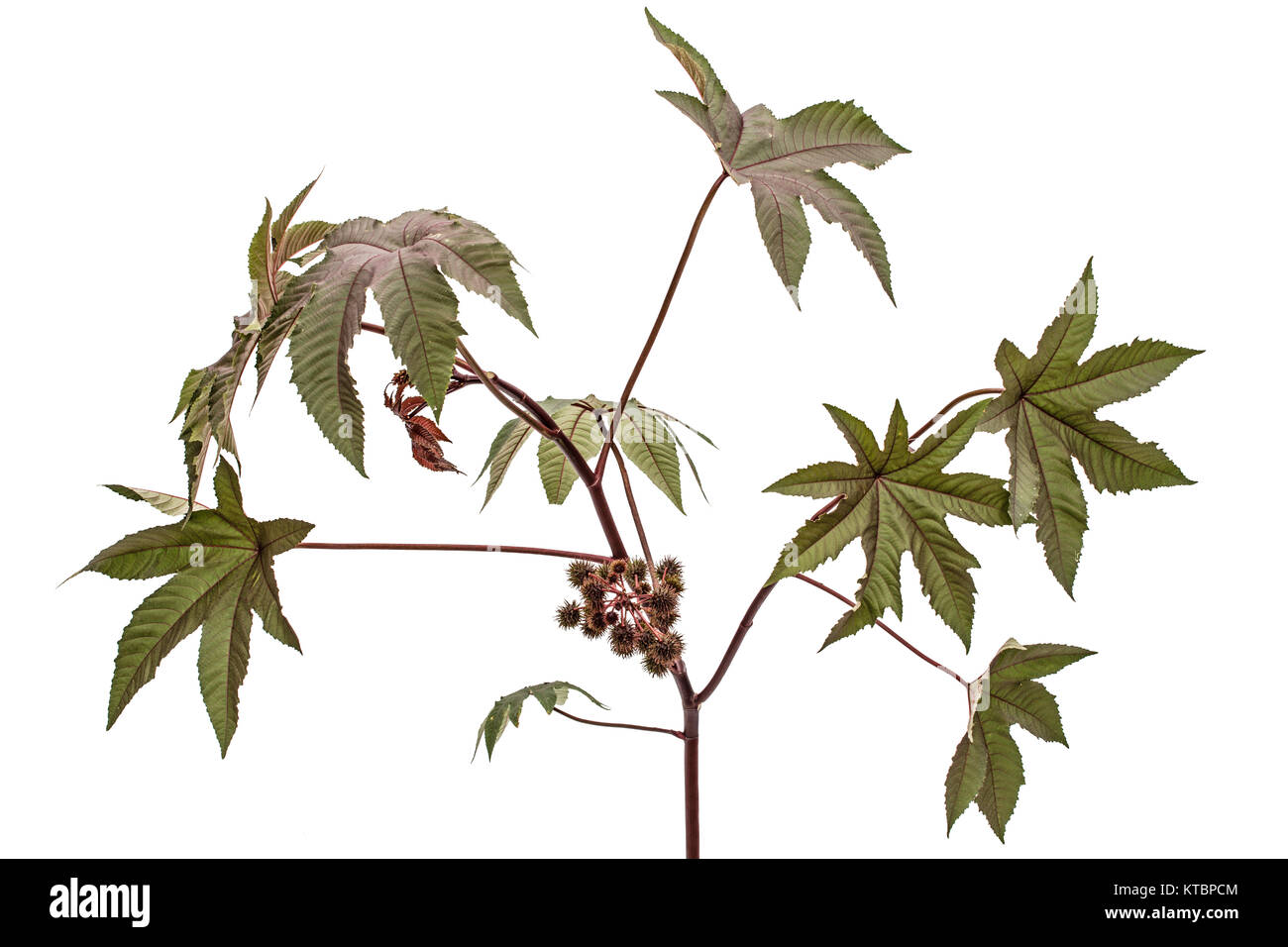Ricinus communis, castorbean or castor-oil-plant, isolated on white ...