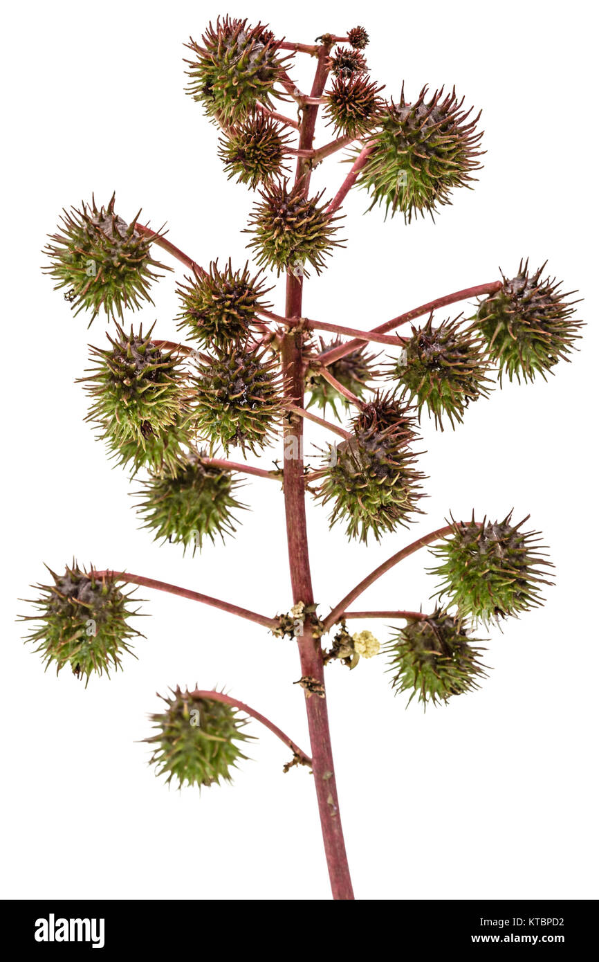 Fruit of ricinus communis close-up. isolated on white background Stock ...