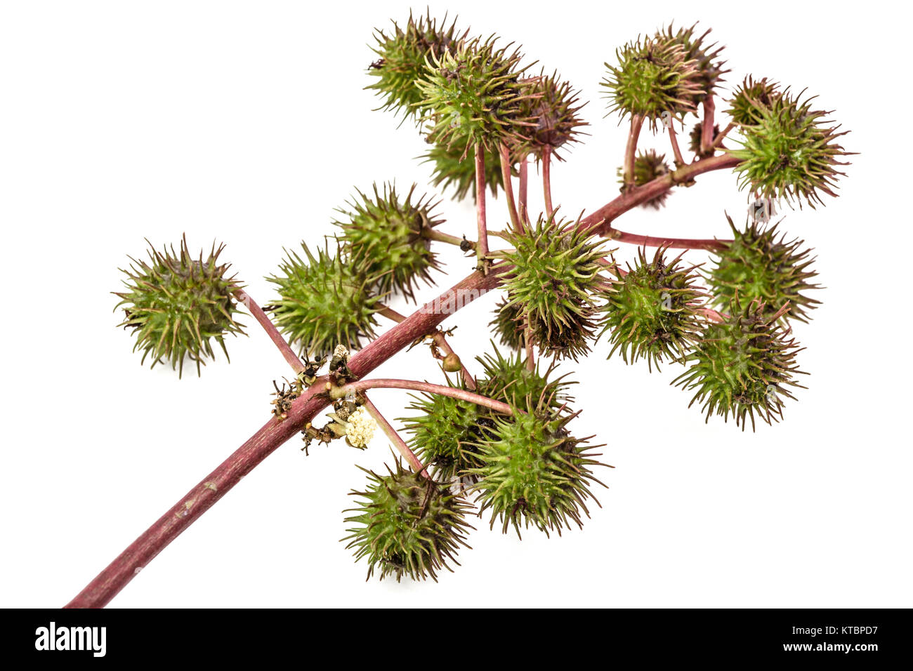 Fruit of ricinus communis close-up. isolated on white background Stock ...