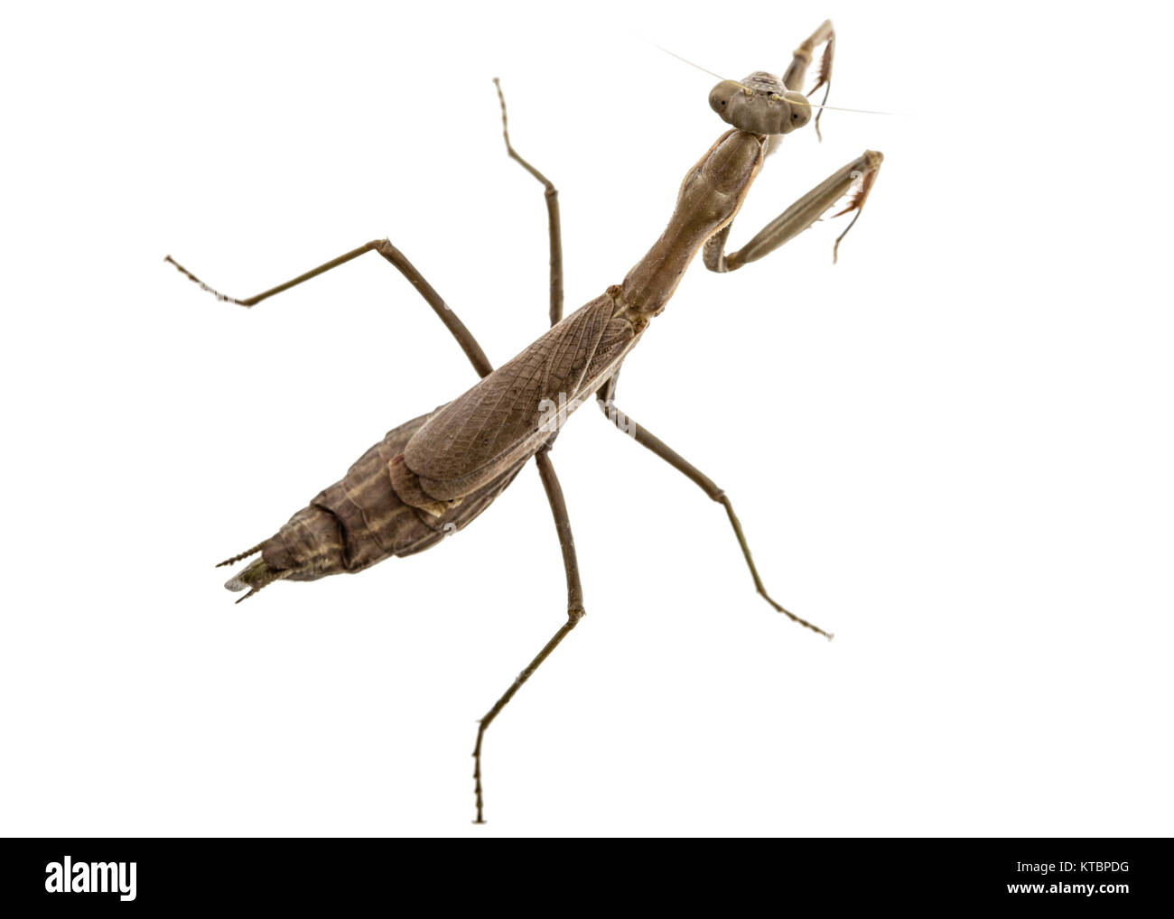 Mantis religiosa cannibalism hi-res stock photography and images - Alamy