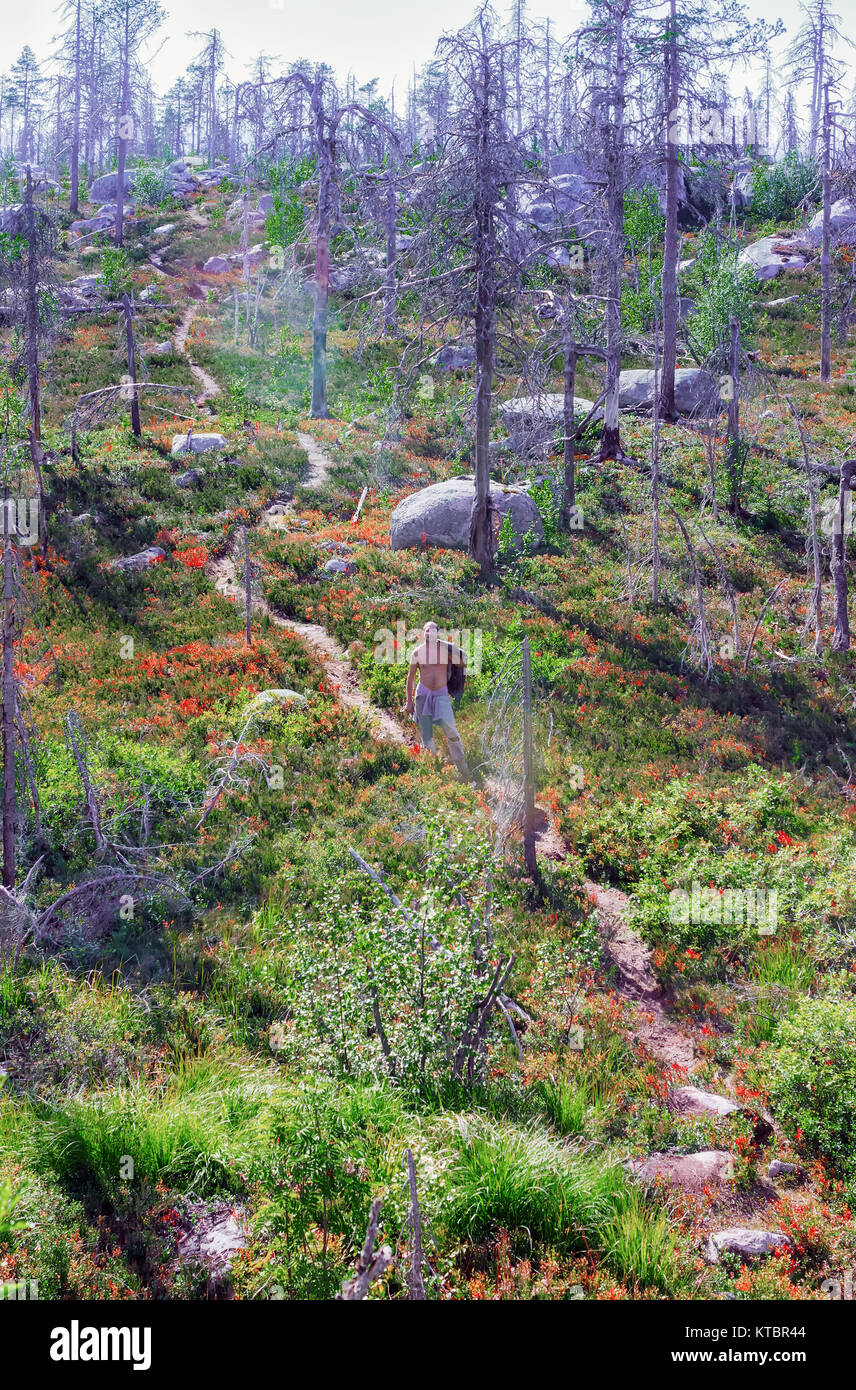 Mystic Dry Forest Stock Photo - Alamy