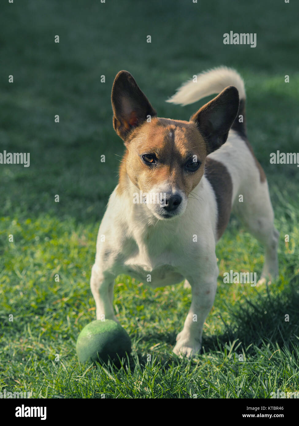 Jack Russell Terrier with a ball in a garden, morning sun Stock Photo ...