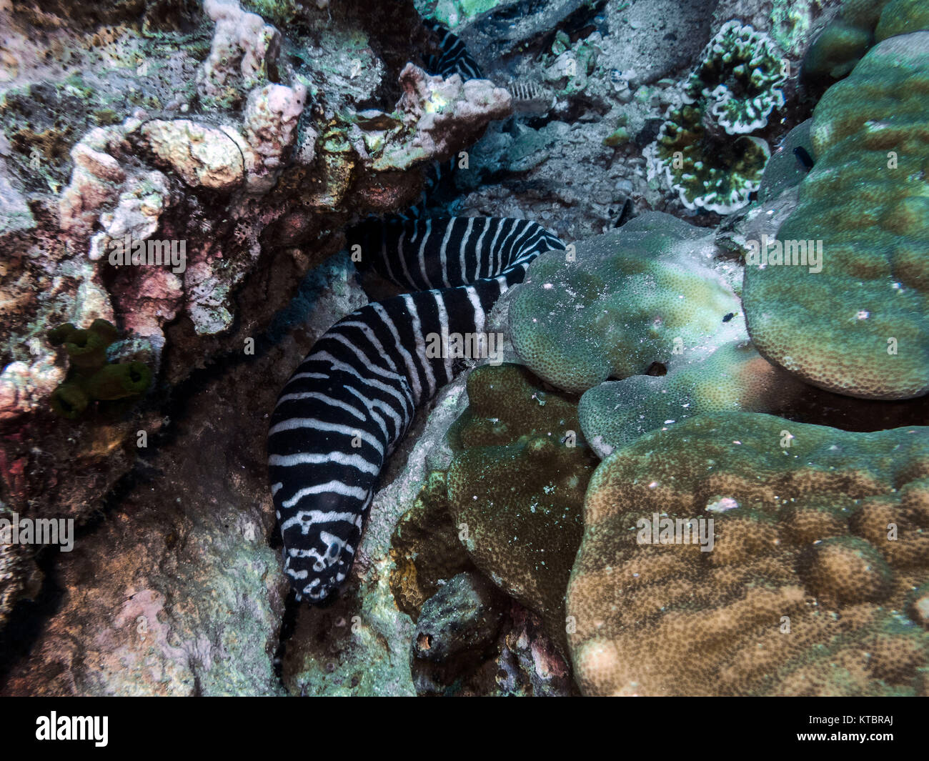 Andaman sea snake hi-res stock photography and images - Alamy