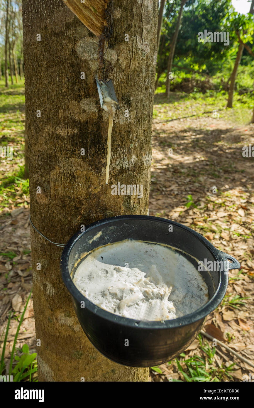 thailand on koh yao yai-extraction of natural rubber in a rubber ...
