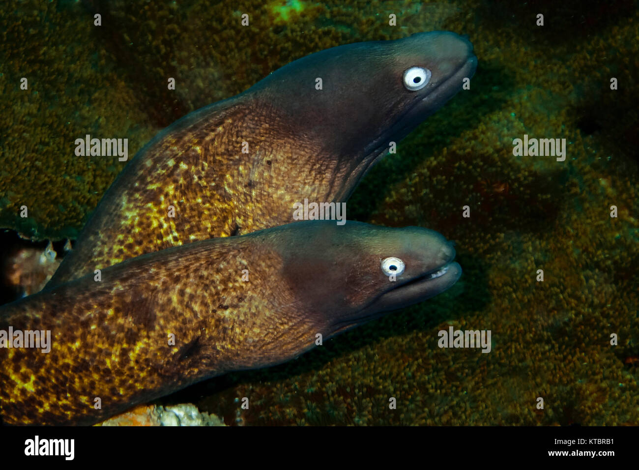 thailand-kao yao yai,muraine in the andaman sea Stock Photo - Alamy