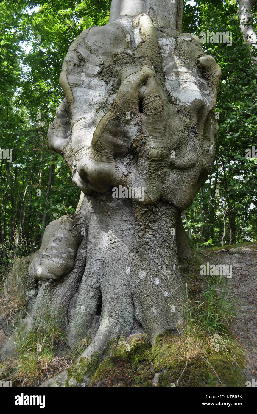 Forest abscess hi-res stock photography and images - Alamy