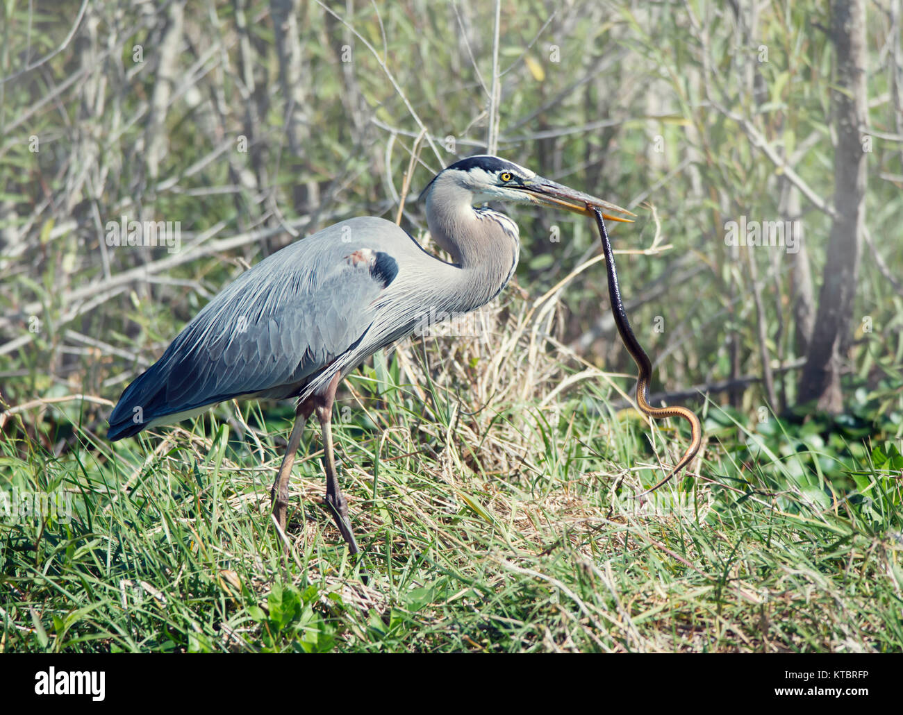 Great Blue Heron with a snake in its beak Stock Photo - Alamy