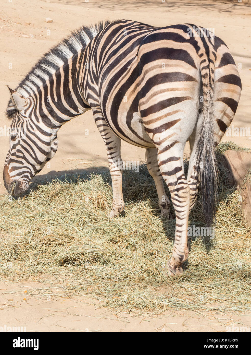 Chapman zebra eating grass hi-res stock photography and images - Alamy
