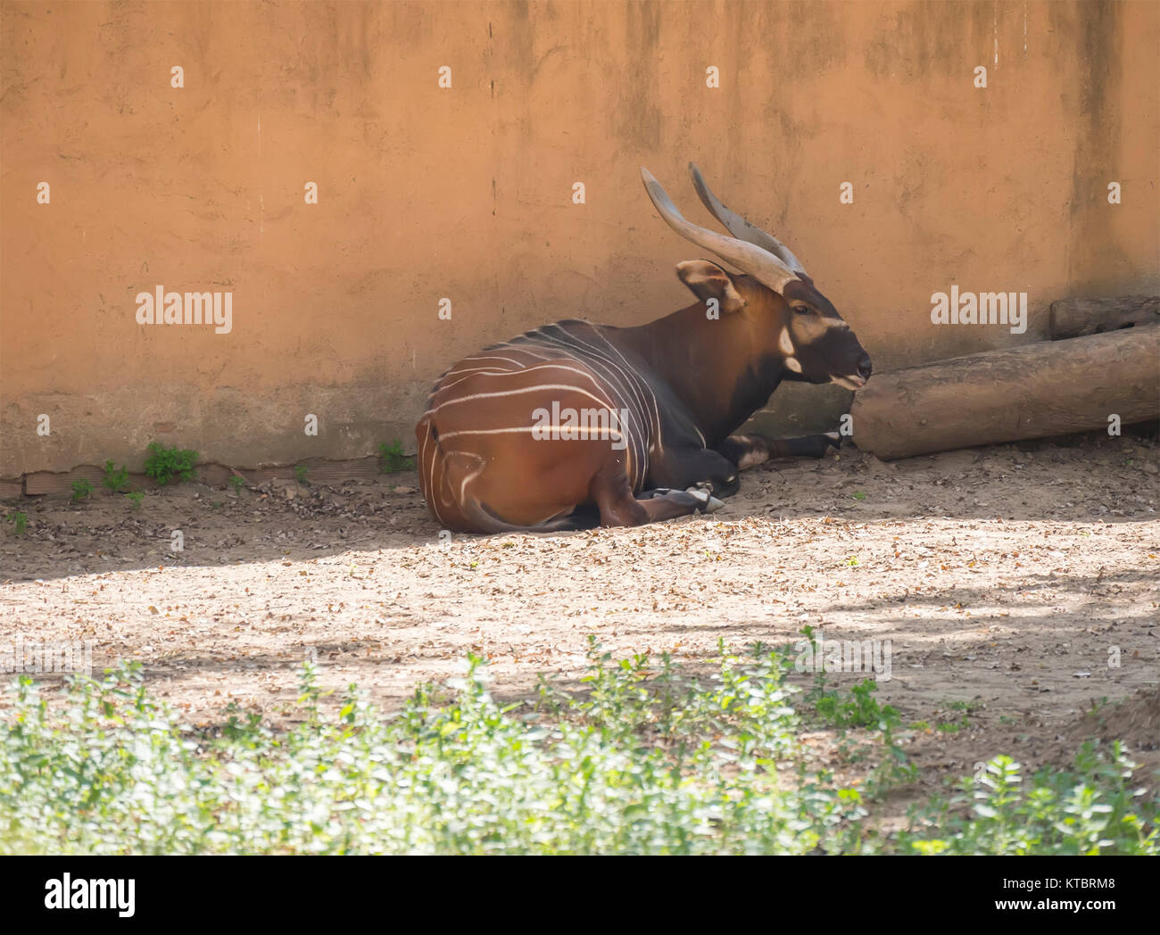 Bongo antelope kenya africa hi-res stock photography and images - Alamy