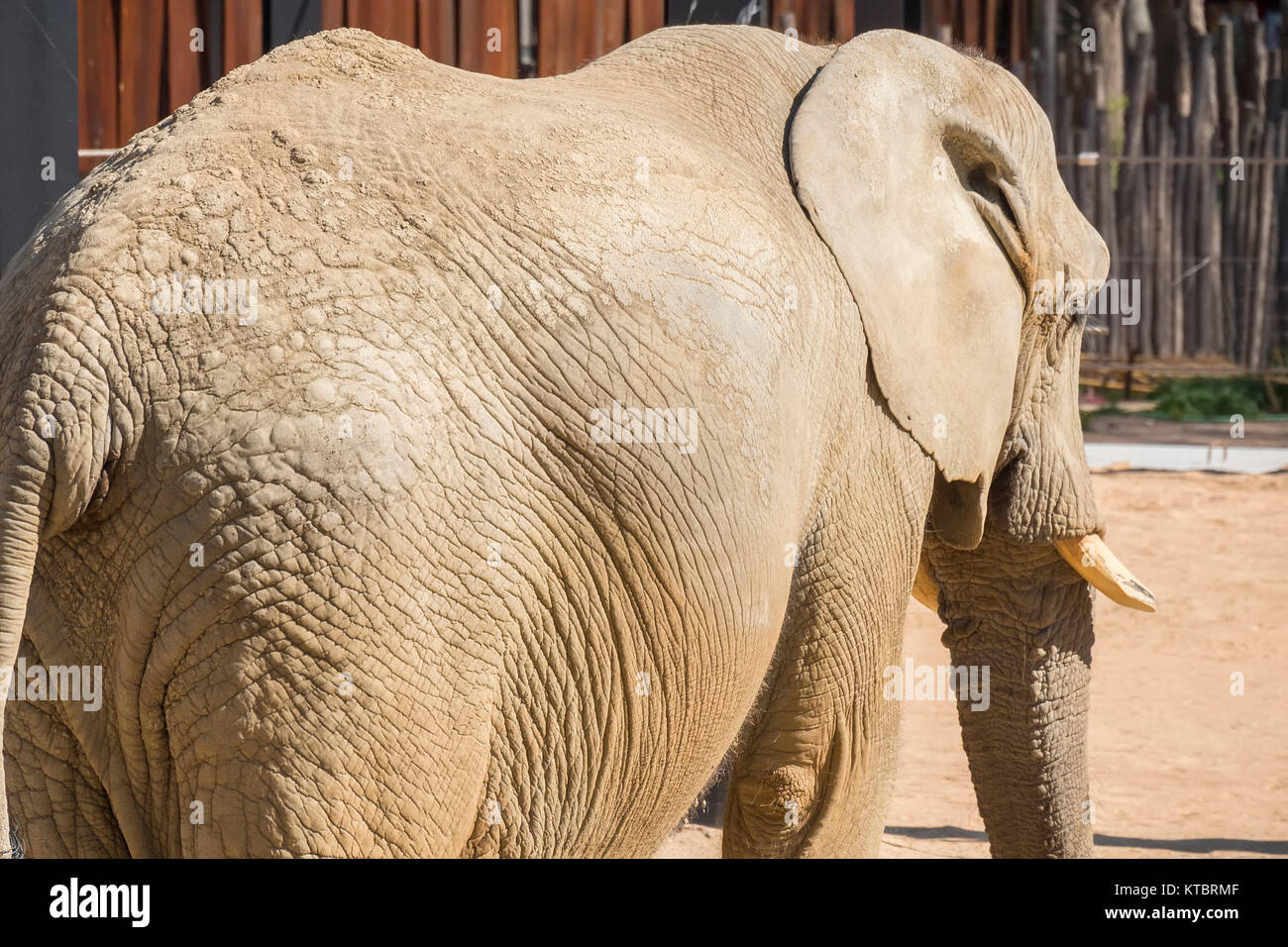 Elephant staying calm, Elephantidae Stock Photo - Alamy