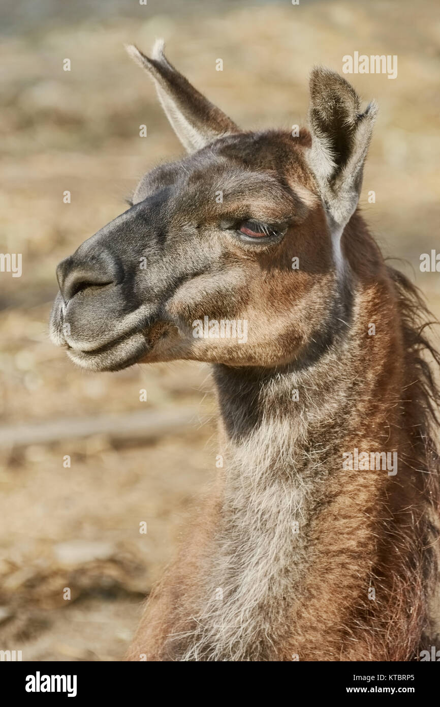 Portrait of Llama Stock Photo - Alamy