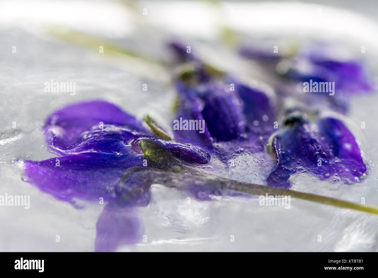 flowers in ice Stock Photo - Alamy