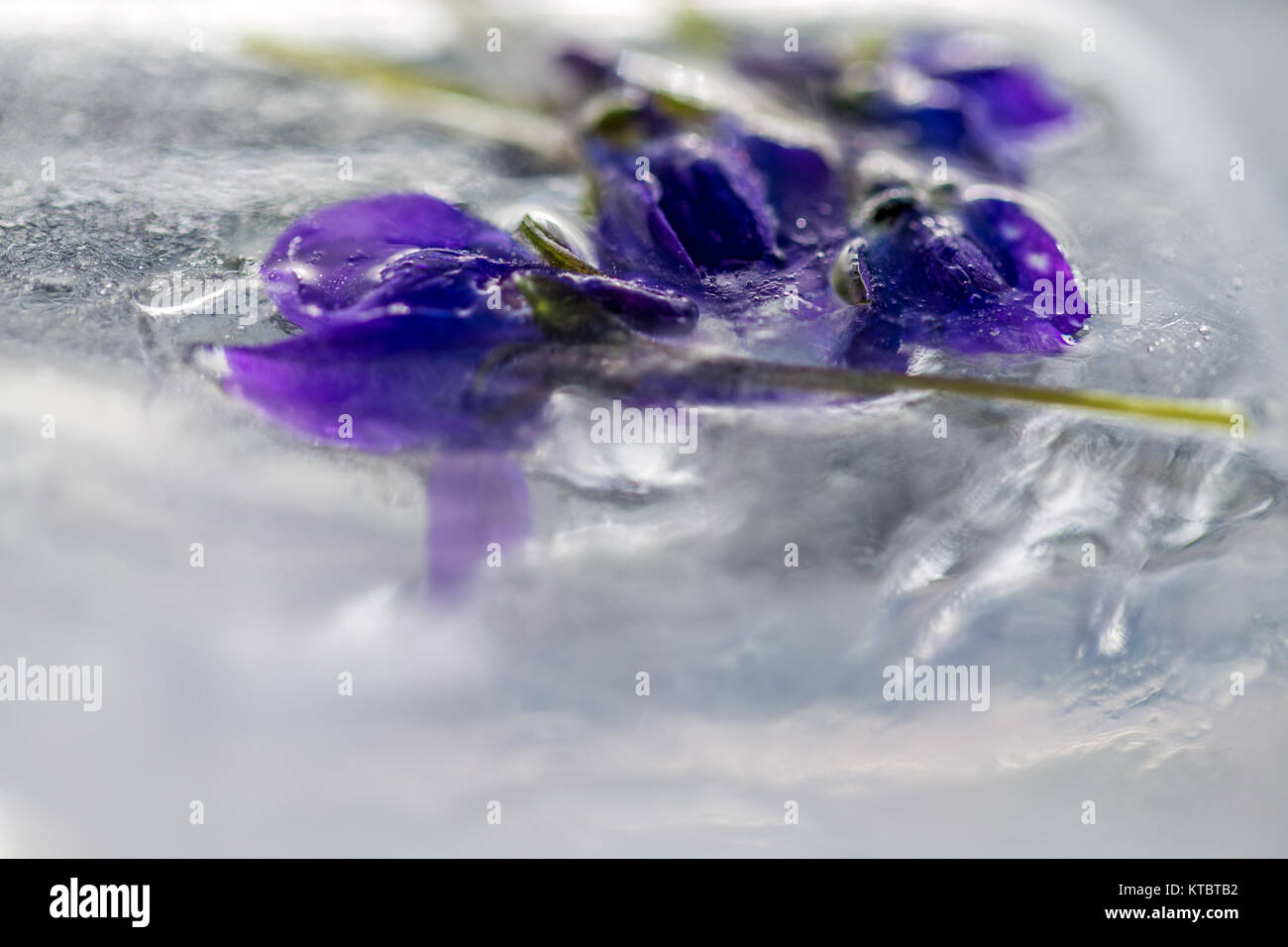 flowers in ice Stock Photo - Alamy