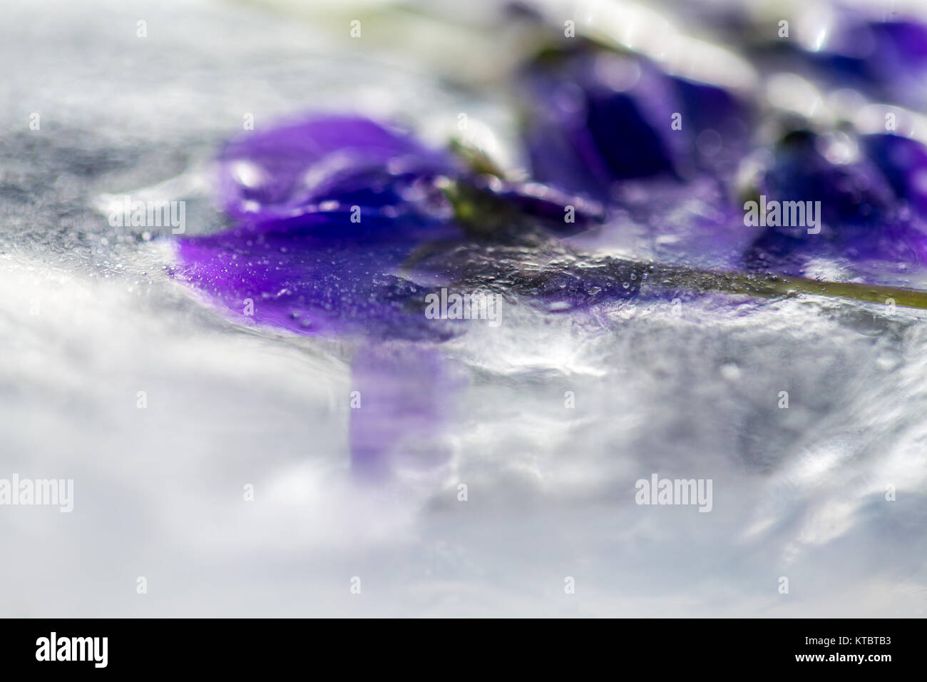 flowers in ice Stock Photo - Alamy