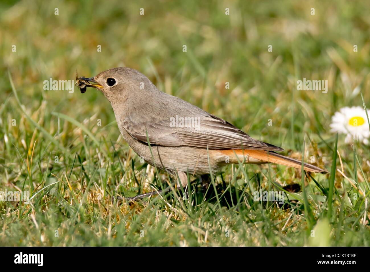 Insect fly in beak hi-res stock photography and images - Alamy