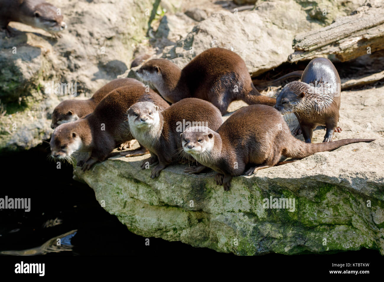 baby of European otter (Lutra lutra Stock Photo - Alamy