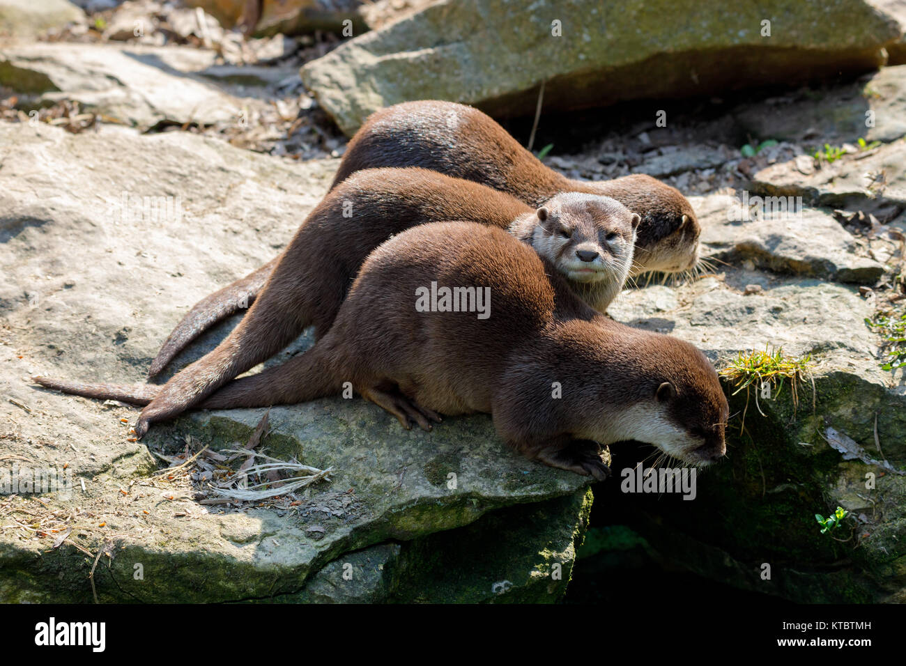 baby of European otter (Lutra lutra Stock Photo - Alamy