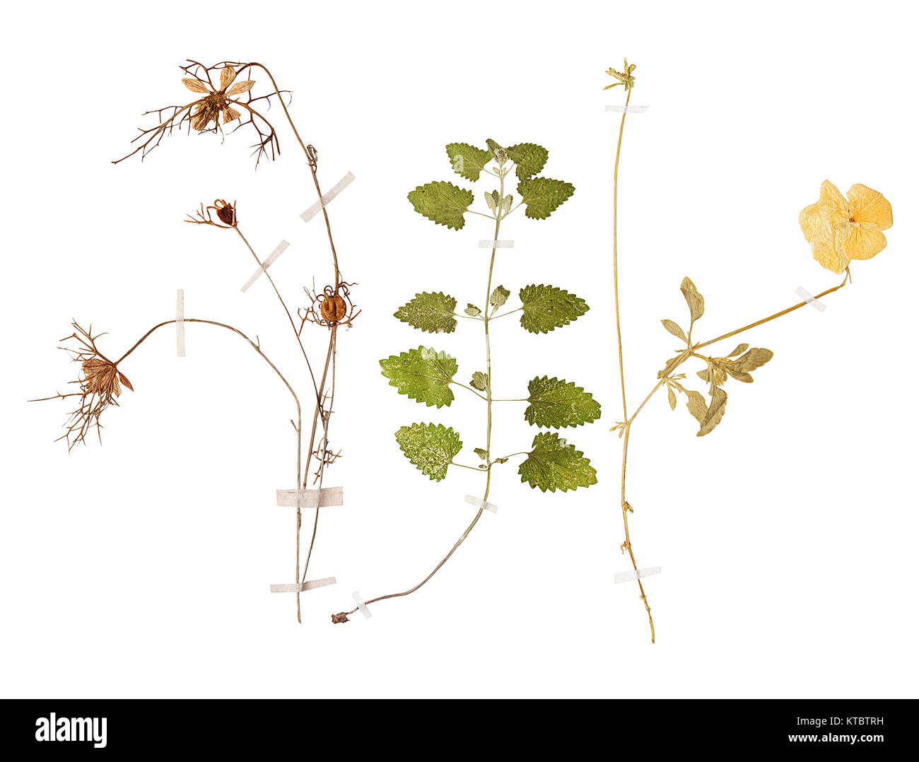 Set of wild dry pressed flowers and leaves Stock Photo - Alamy
