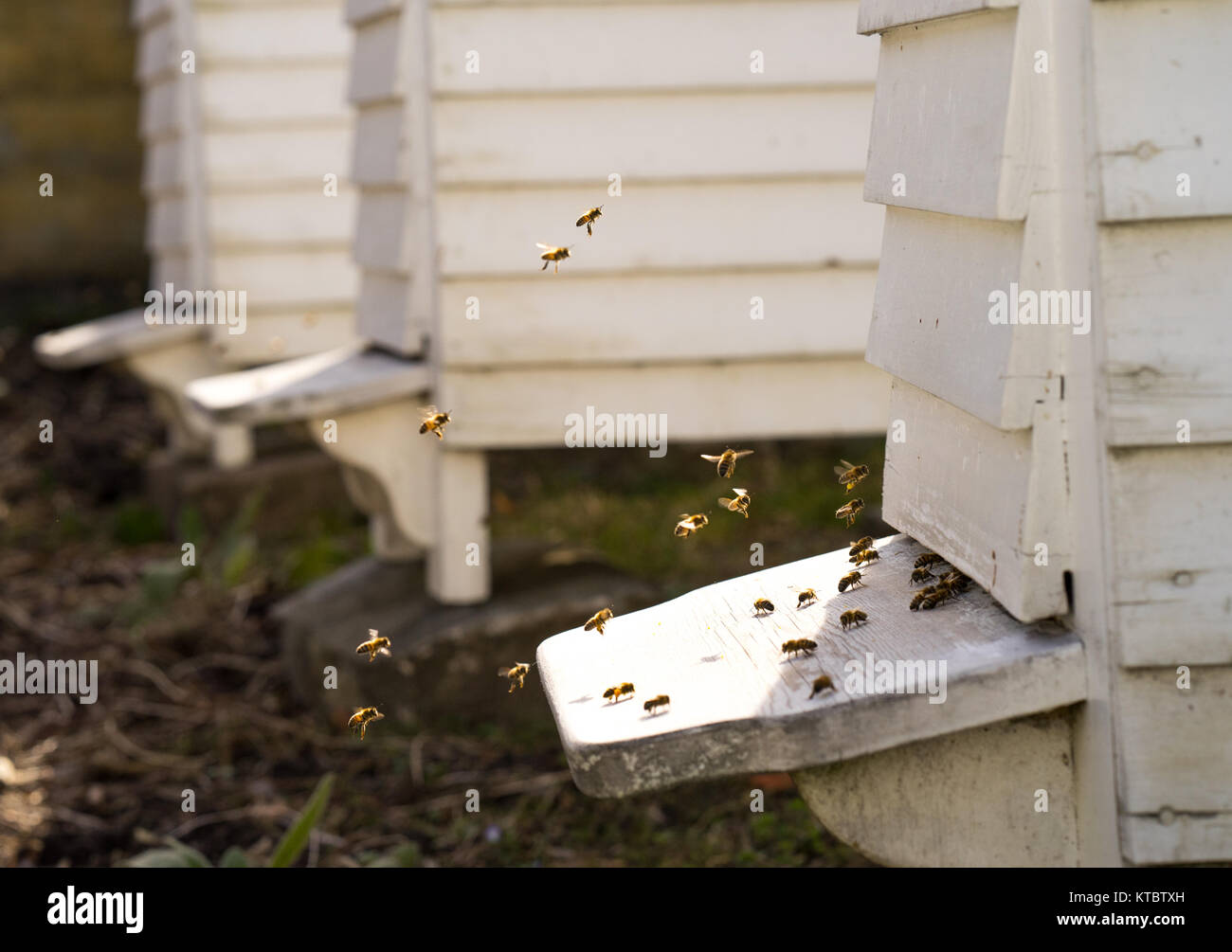 White Hives with a lively traffic of bees buzzing fly in and out of the ...