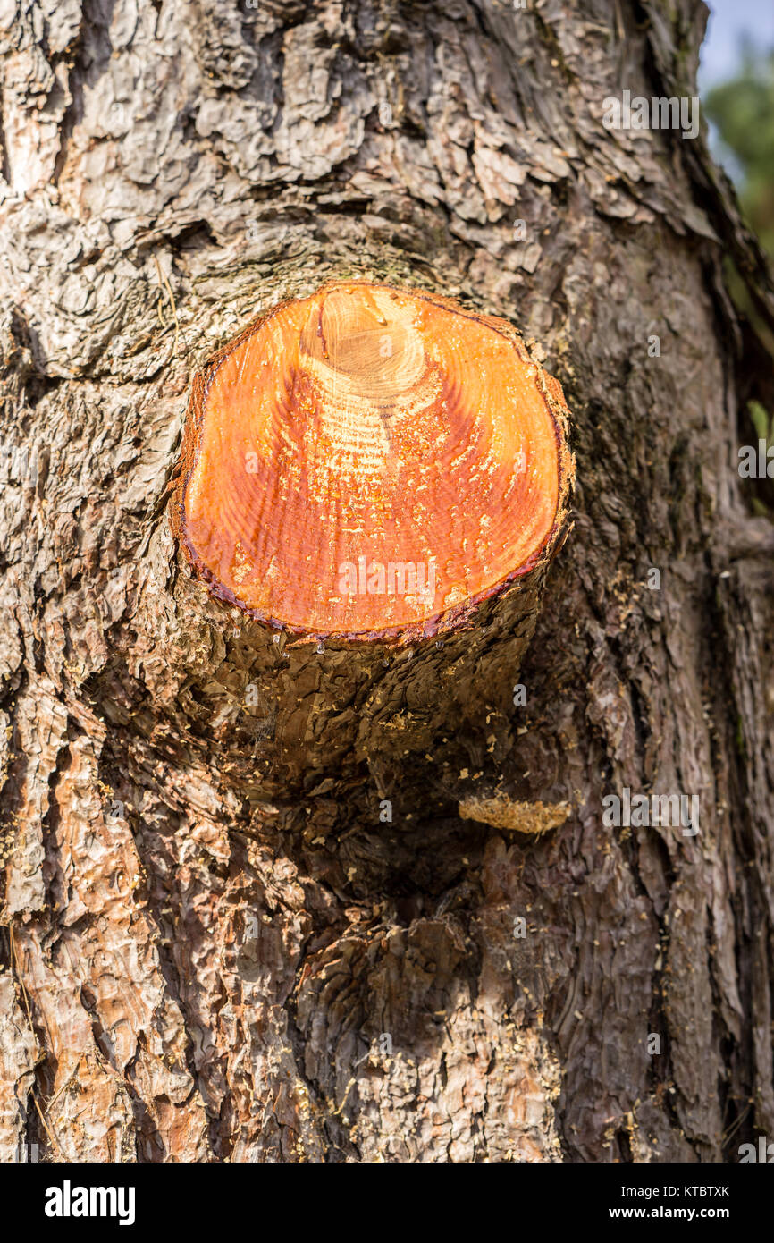 closeup of cut branch on a tree. The cut is open and gives a look to ...