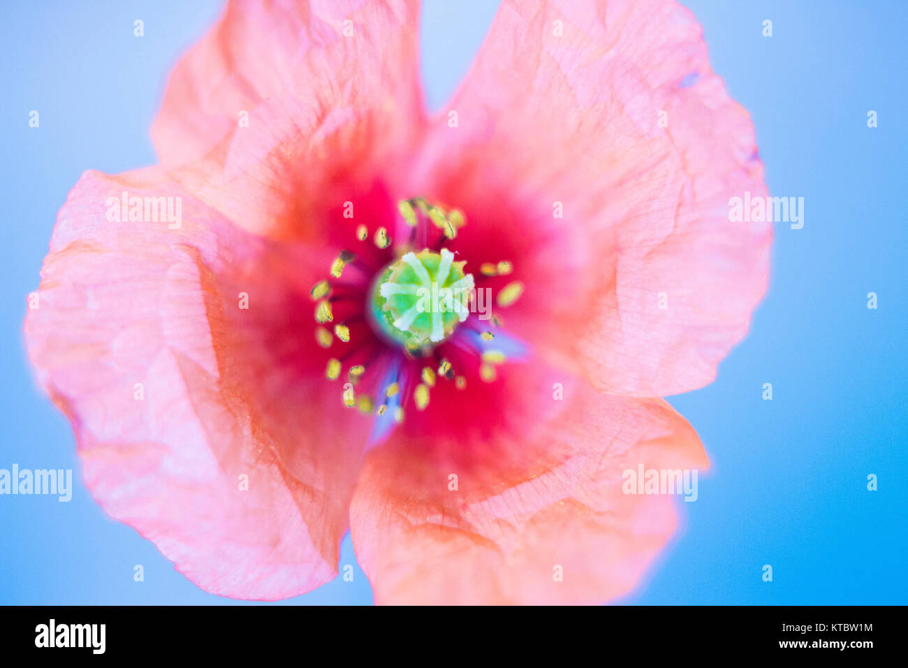 Poppy flower in blue background / soft focus Stock Photo - Alamy