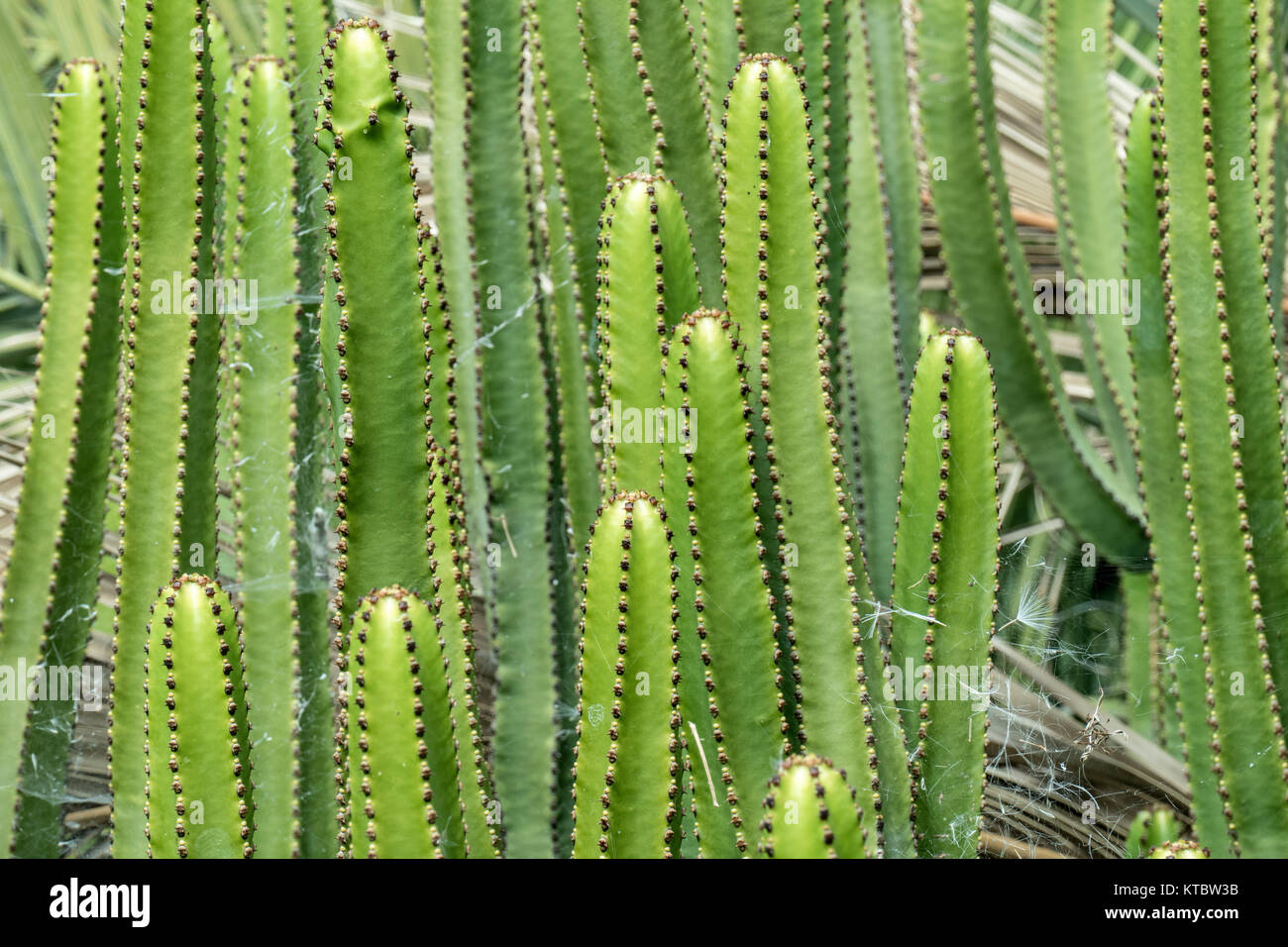 Spines succulent spurge hi-res stock photography and images - Alamy