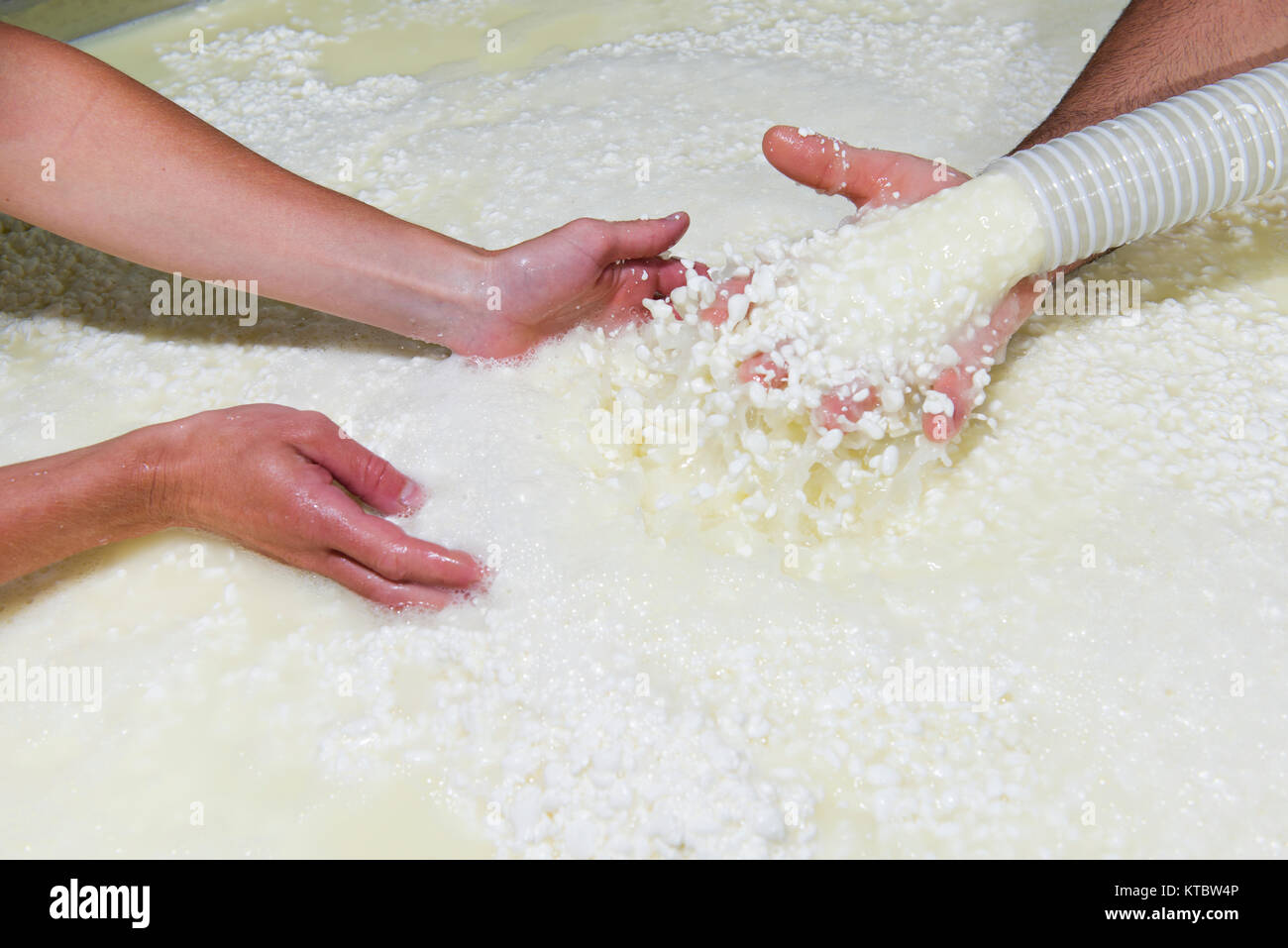Cheesemaker pours cheese just curdled Stock Photo - Alamy