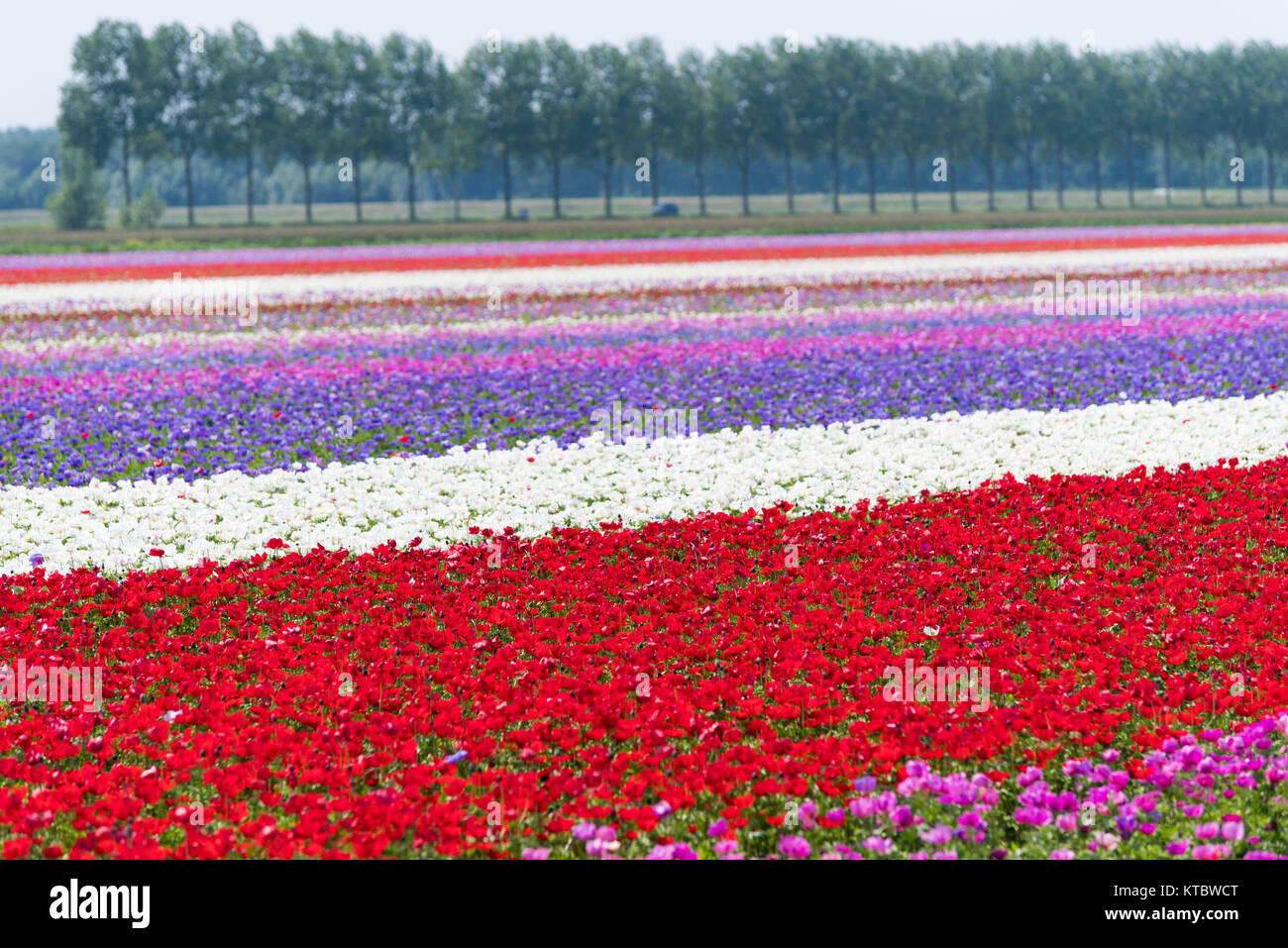 rows of blooming flowers Stock Photo - Alamy