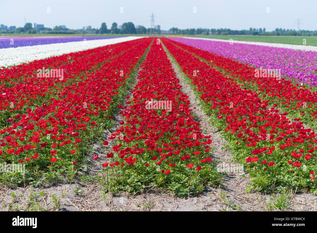 rows of blooming flowers Stock Photo - Alamy