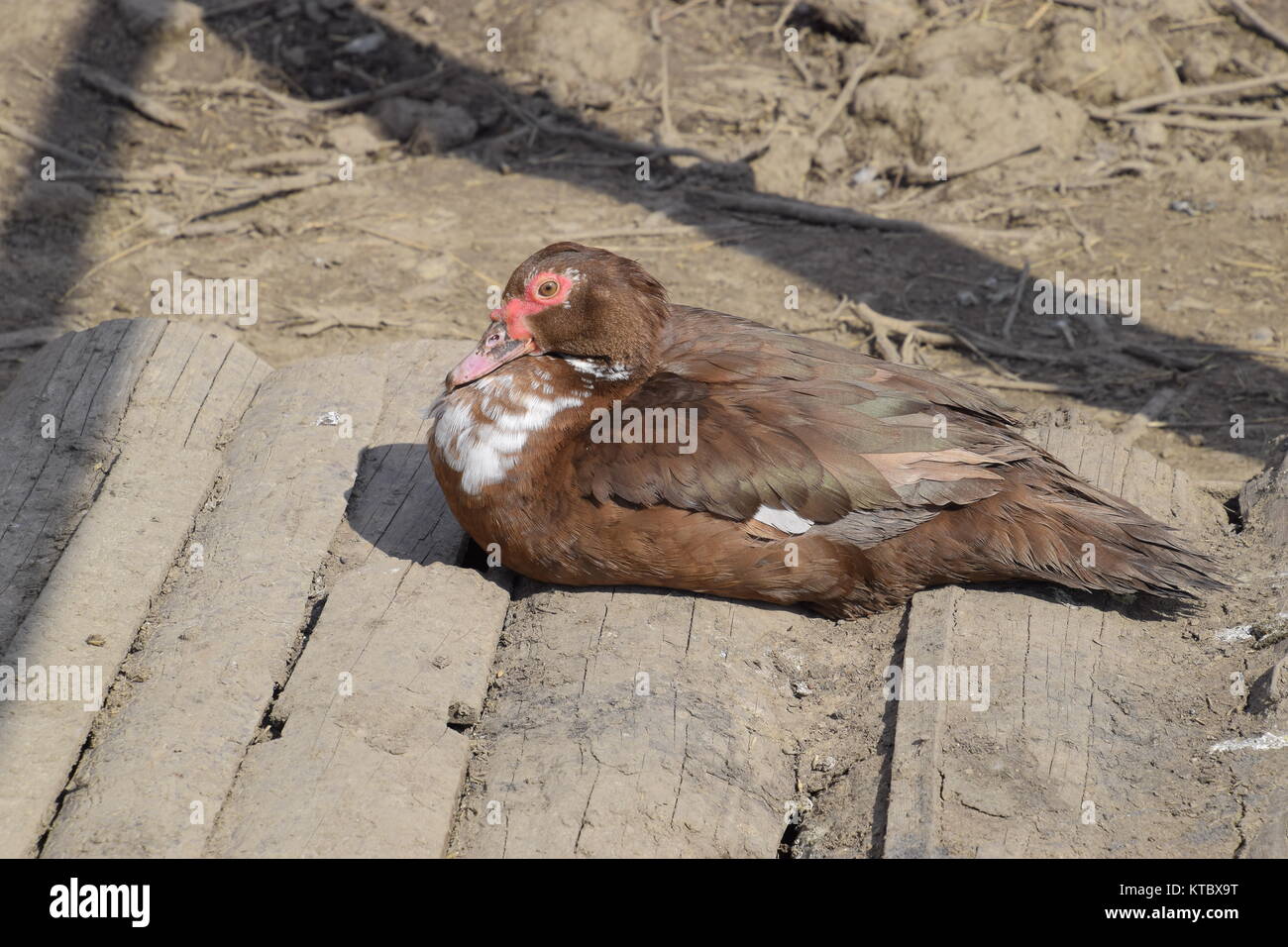 The musky duck Stock Photo - Alamy