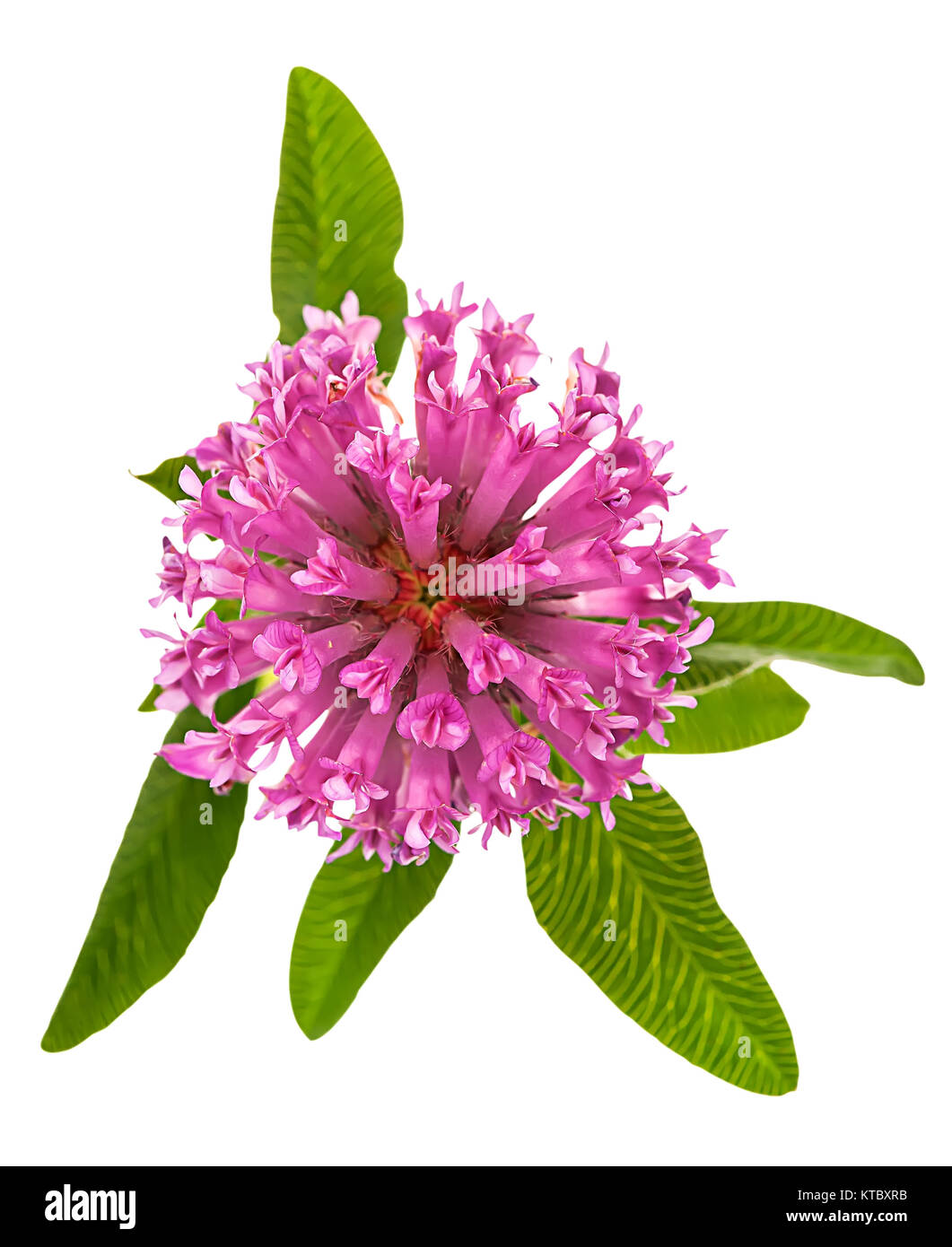 On top clover flower with green leaves Stock Photo - Alamy