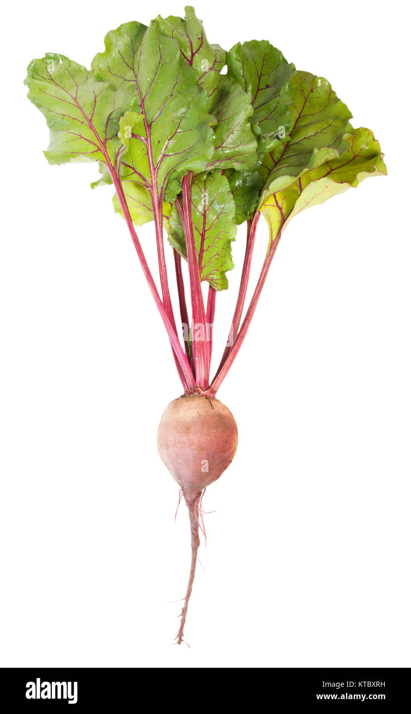 One Beet Root Stock Photo - Alamy