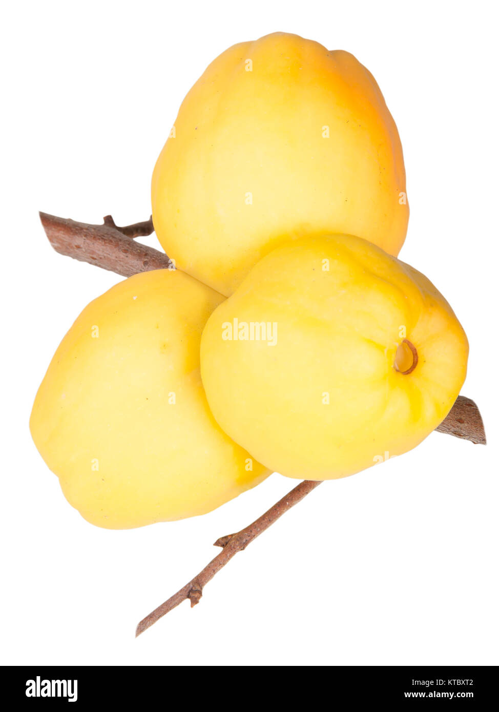 Isolated quince whole quince Cut Out Stock Images & Pictures - Alamy