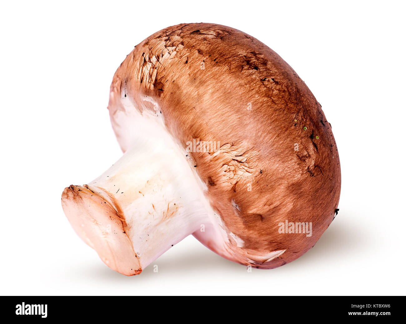 One whole brown champignon Stock Photo - Alamy