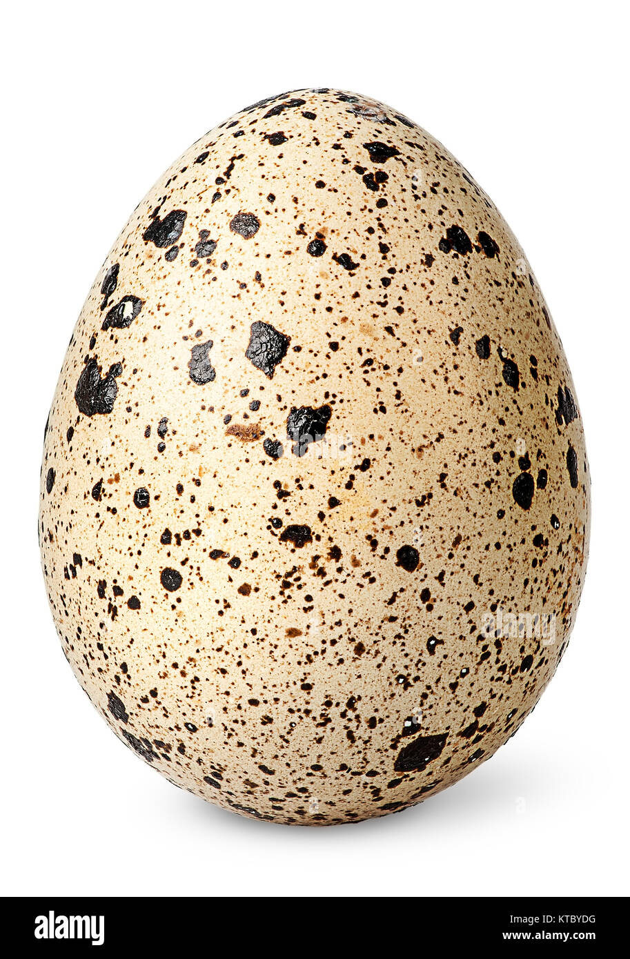 Single quail egg vertical Stock Photo - Alamy