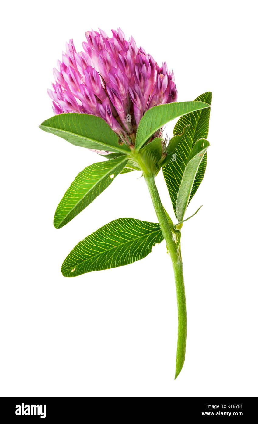 Garden red clover lawn hi-res stock photography and images - Alamy