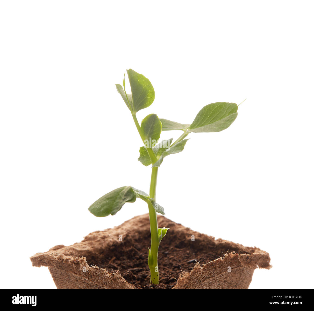 Young pea seedling Stock Photo - Alamy