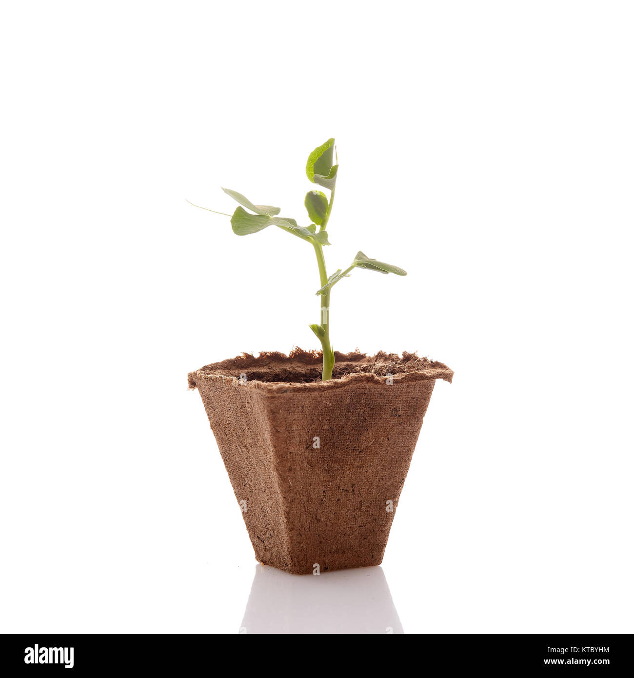 Young pea seedling Stock Photo - Alamy