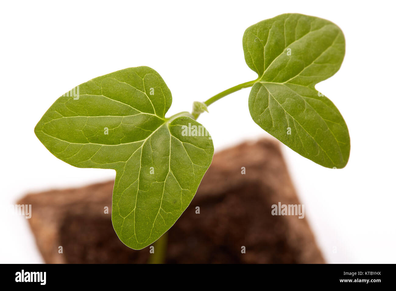 Young flower seedling Stock Photo - Alamy