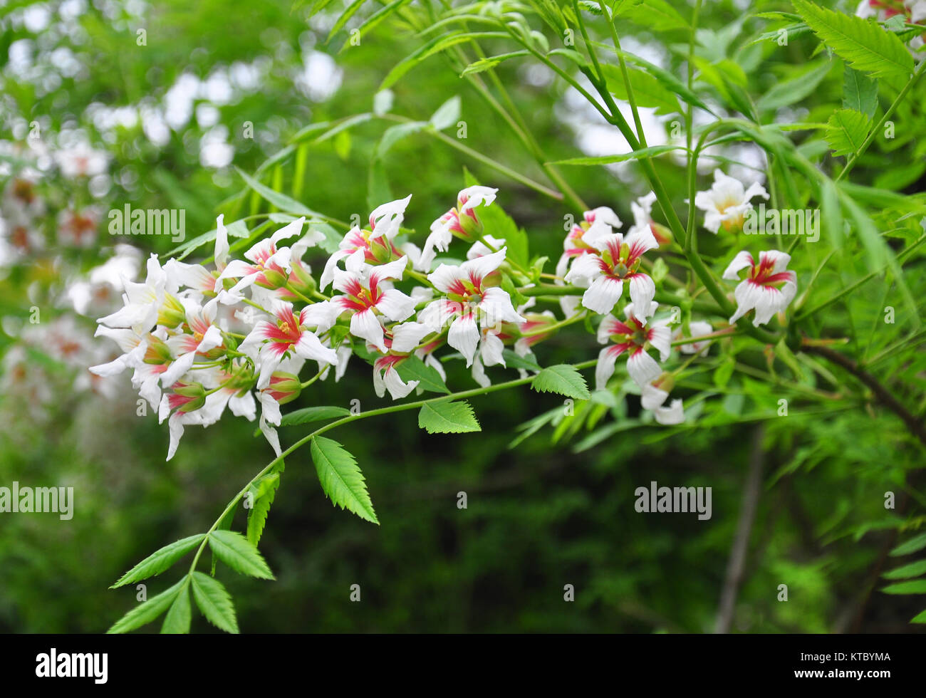 Xanthoceras hi-res stock photography and images - Alamy